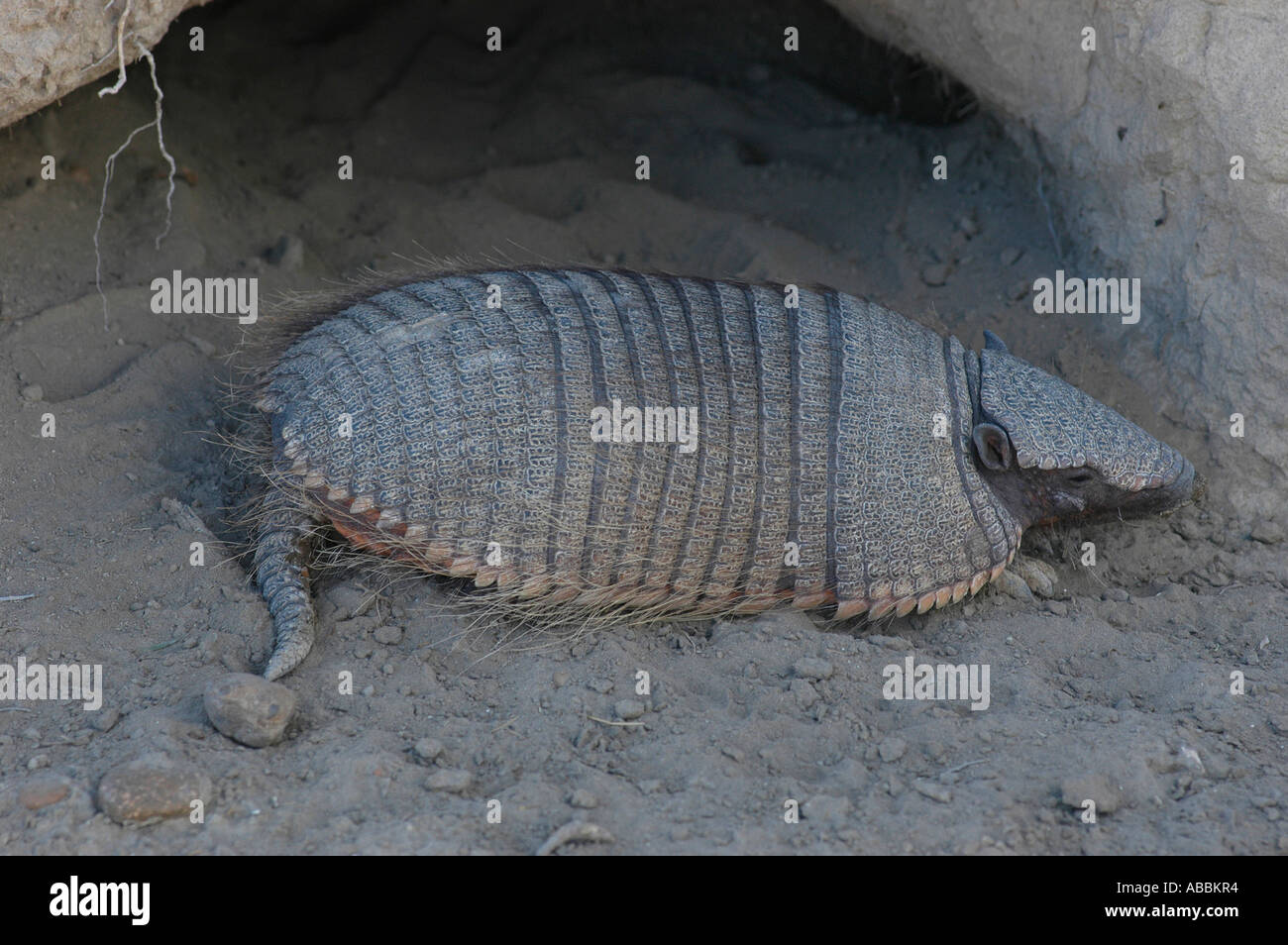 Patagonian Piche or Armadillo Zaedyus pichyi Punta Norte Atlantic Ocean ...