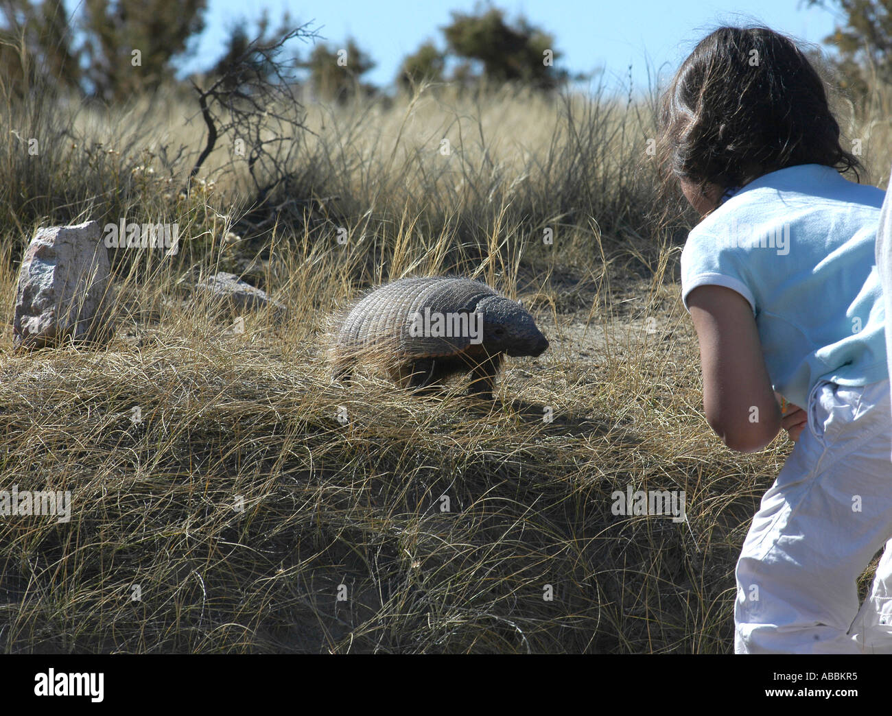 Patagonian Piche or Armadillo Zaedyus pichyi Punta Norte Atlantic Ocean ...