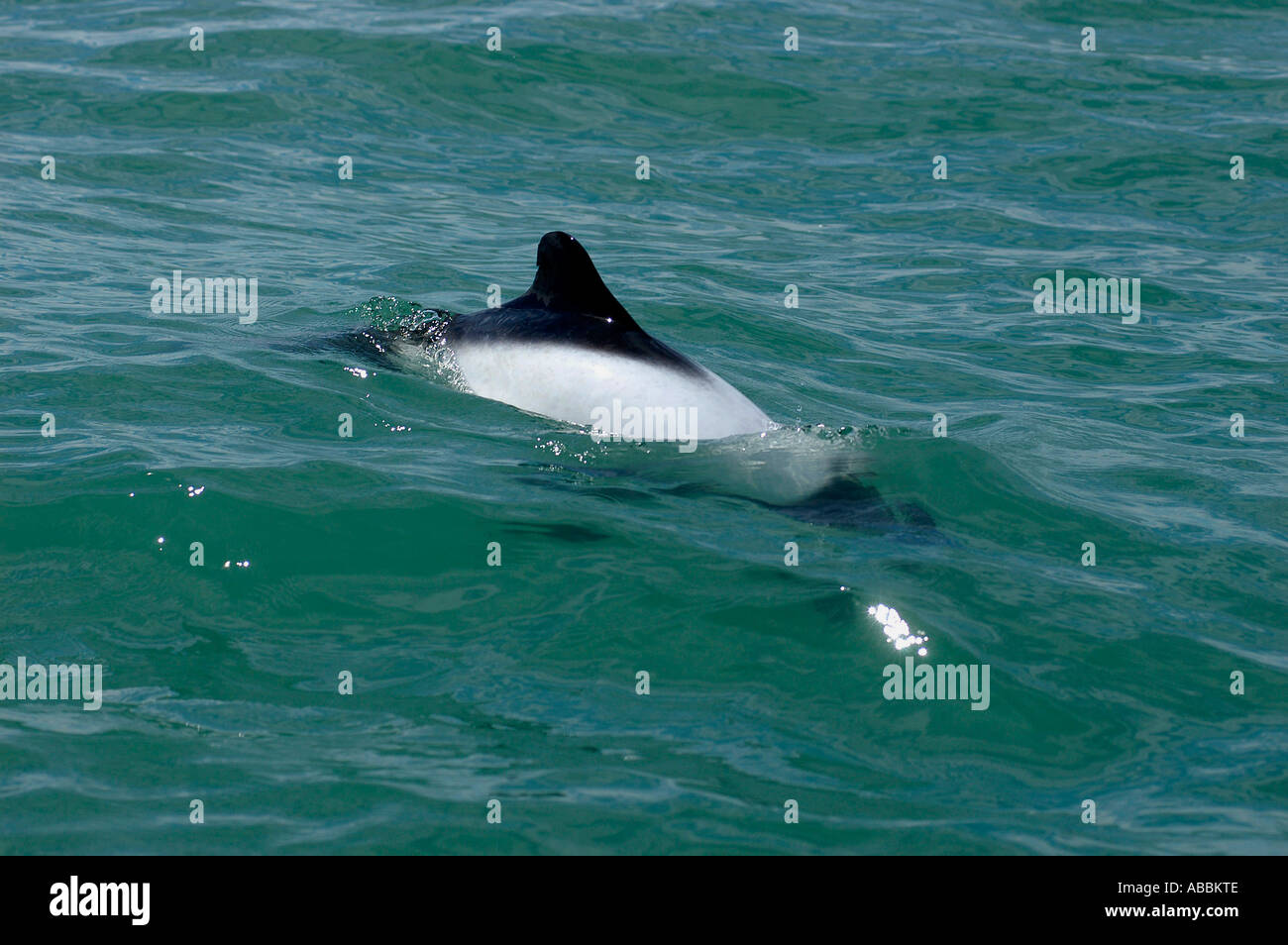Commerson s dolphin Cephalorhynchus commersonii Patagonia Argentina S ...