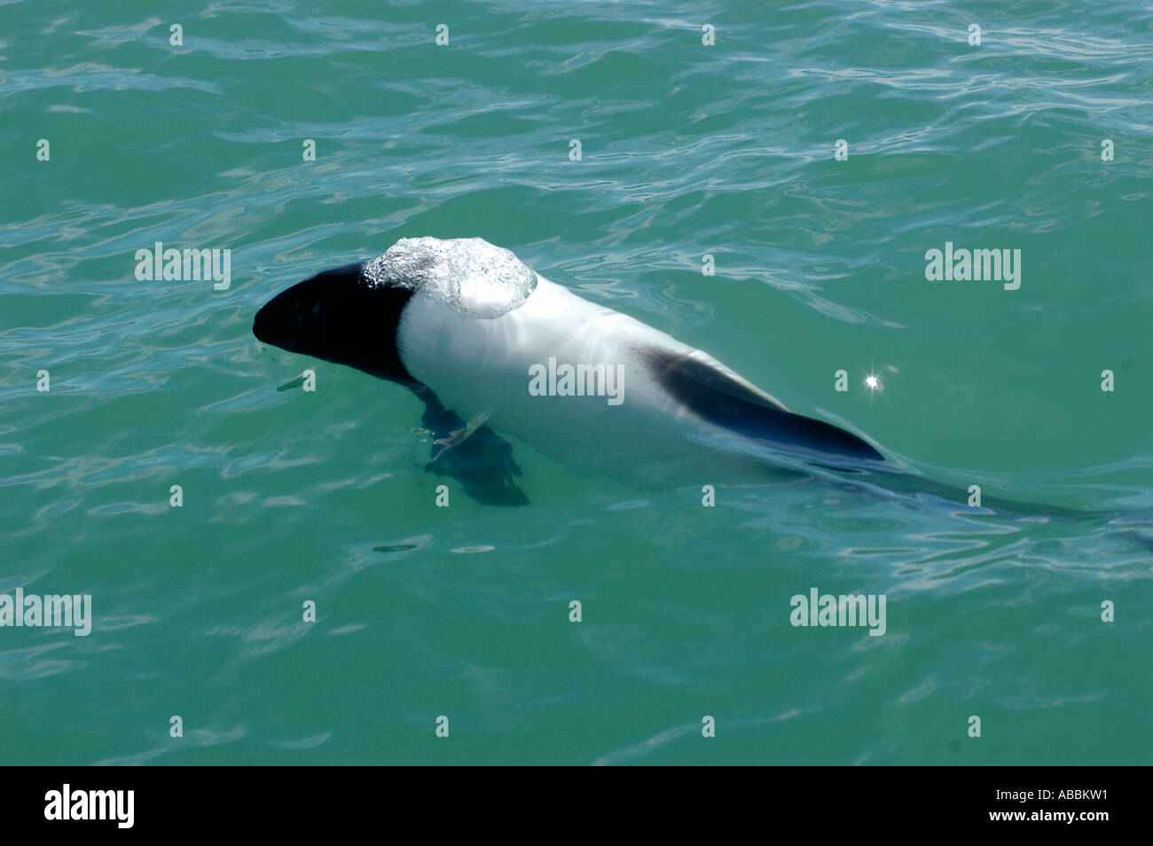 Commerson s dolphin Cephalorhynchus commersonii Patagonia Argentina S ...