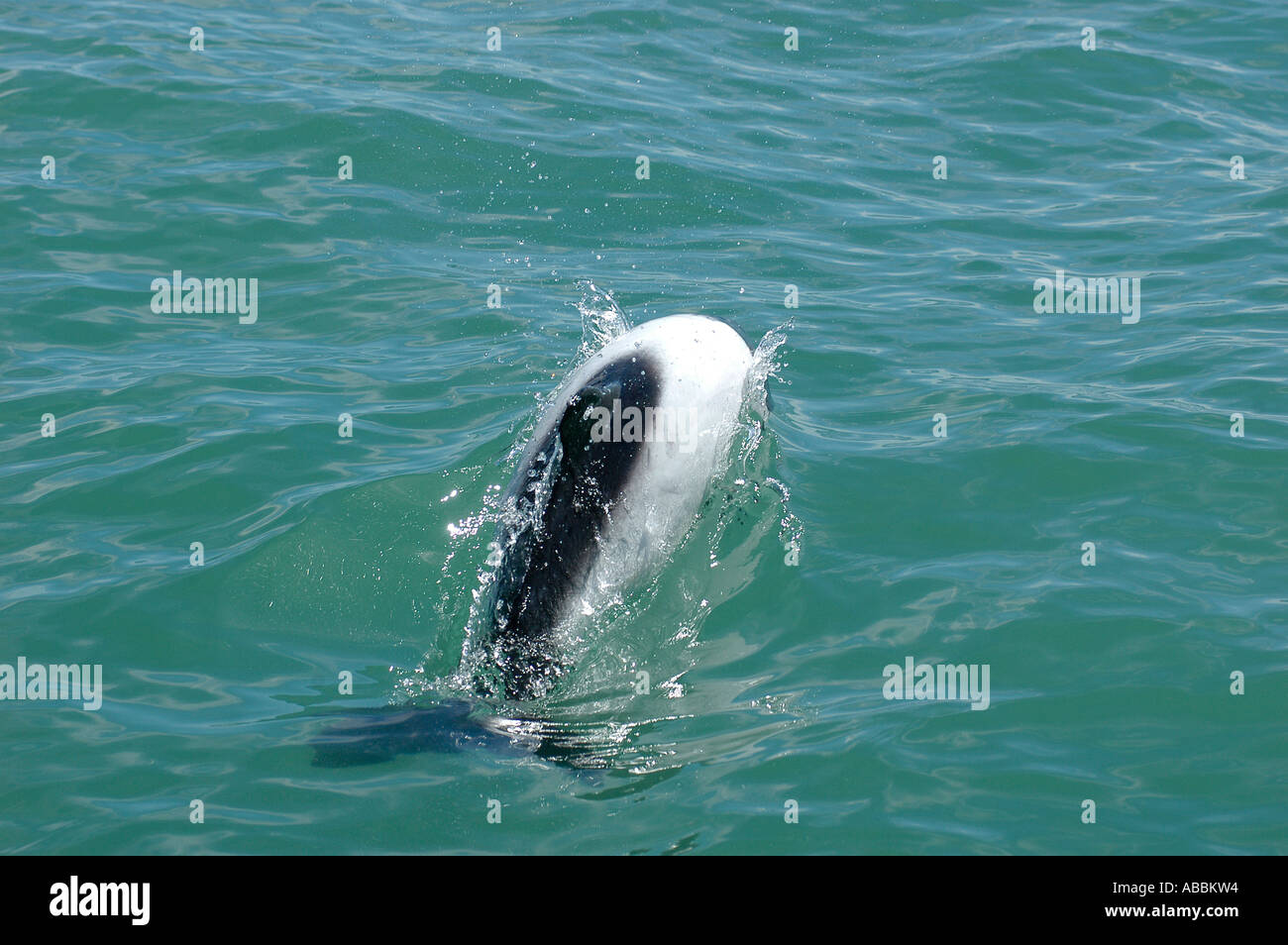 Commerson s dolphin Cephalorhynchus commersonii Patagonia Argentina S ...