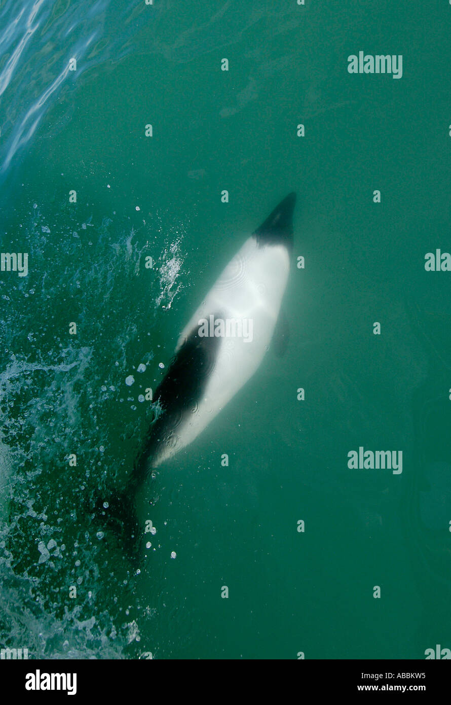 Commerson s dolphin Cephalorhynchus commersonii Patagonia Argentina S ...