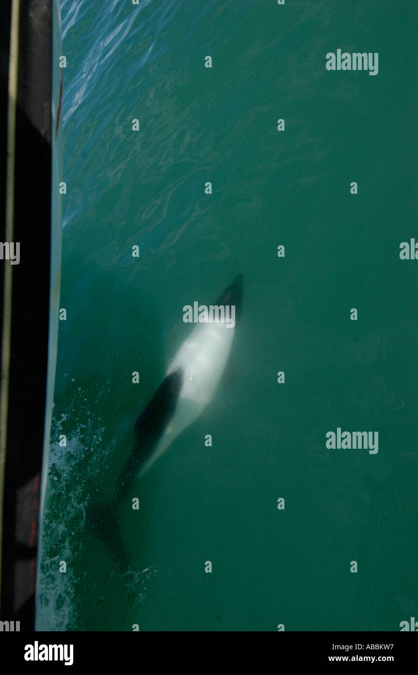 Commerson s dolphin Cephalorhynchus commersonii Patagonia Argentina S ...