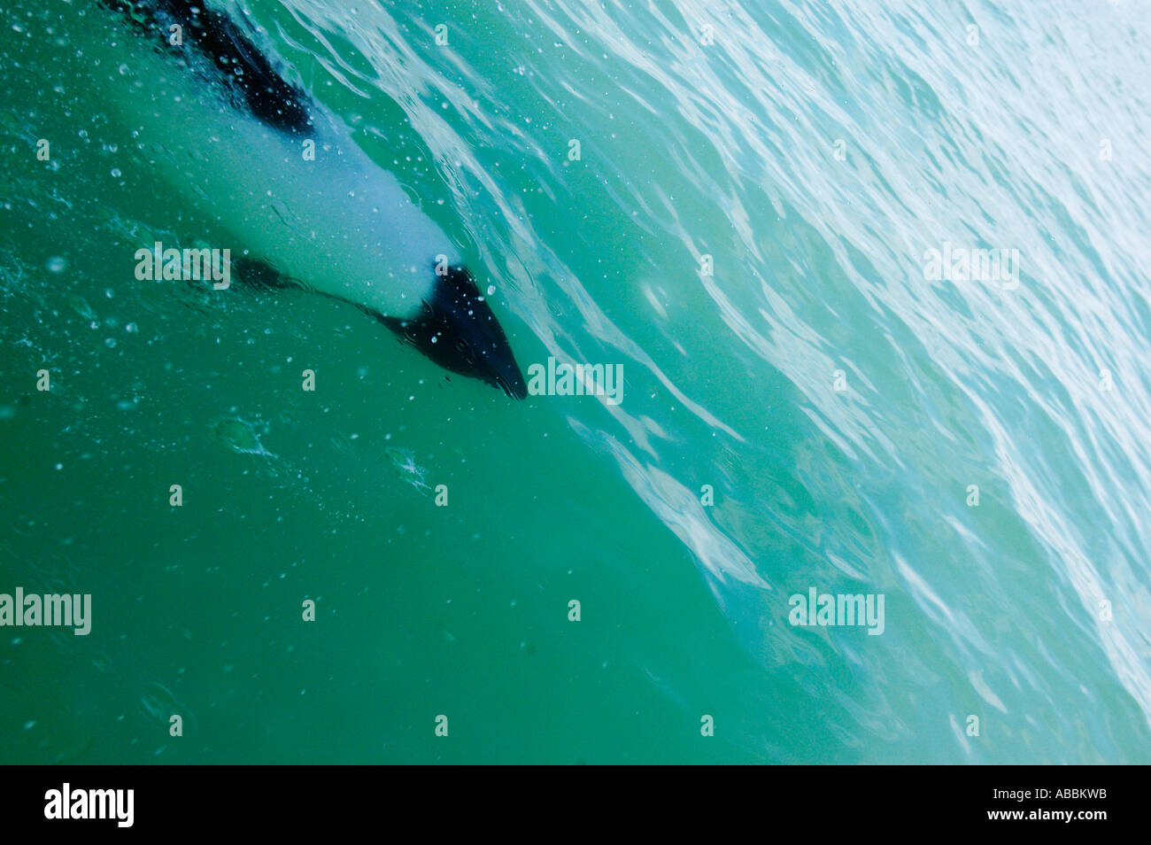 Commerson s dolphin Cephalorhynchus commersonii Patagonia Argentina S ...