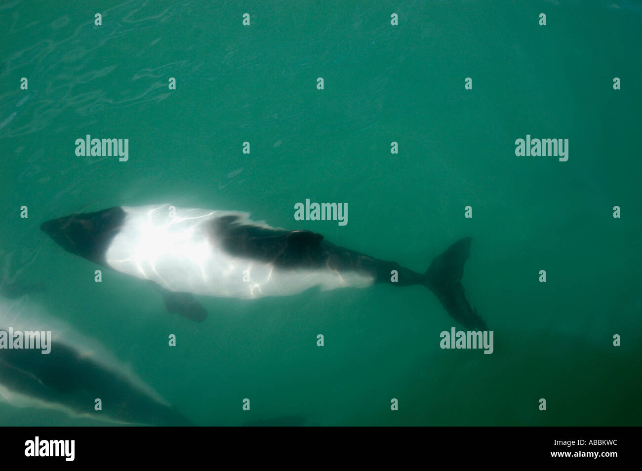 Commerson s dolphin Cephalorhynchus commersonii Patagonia Argentina S ...