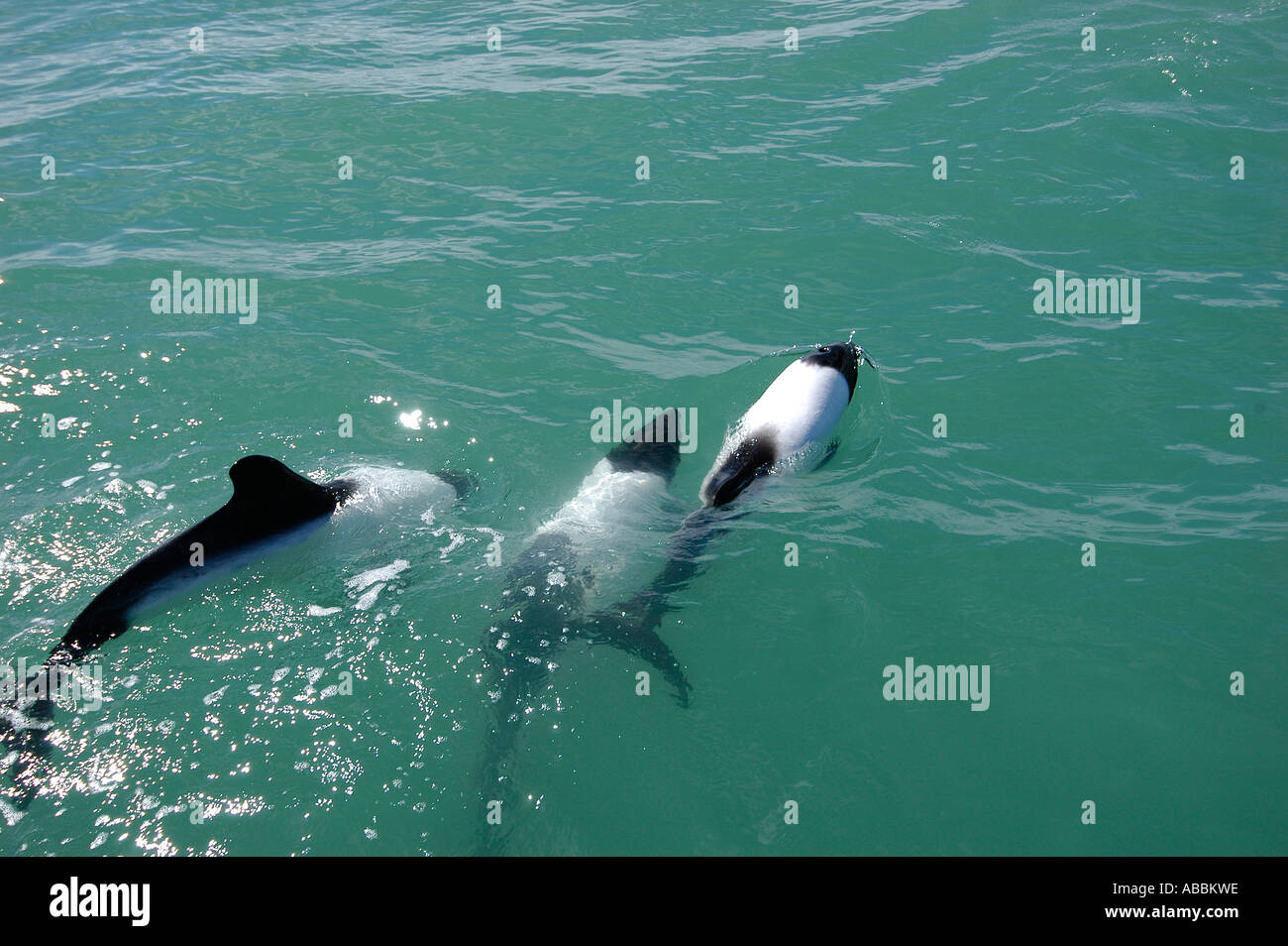 Commerson s dolphin Cephalorhynchus commersonii Patagonia Argentina S ...