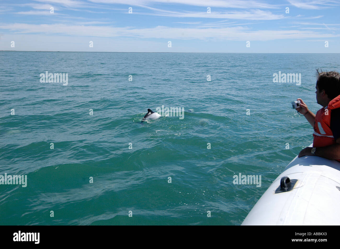 Commerson s dolphin Cephalorhynchus commersonii Patagonia Argentina S ...