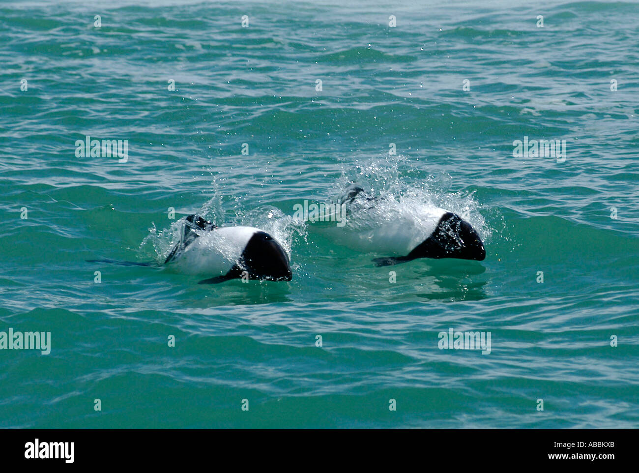 Commerson s dolphin Cephalorhynchus commersonii Patagonia Argentina S ...