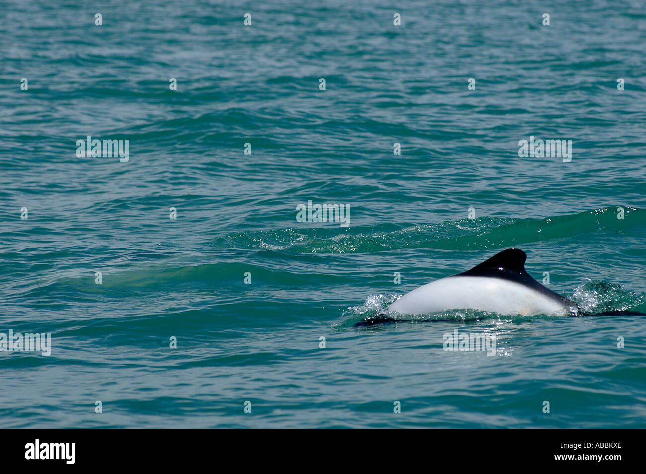 Commerson s dolphin Cephalorhynchus commersonii Patagonia Argentina S ...