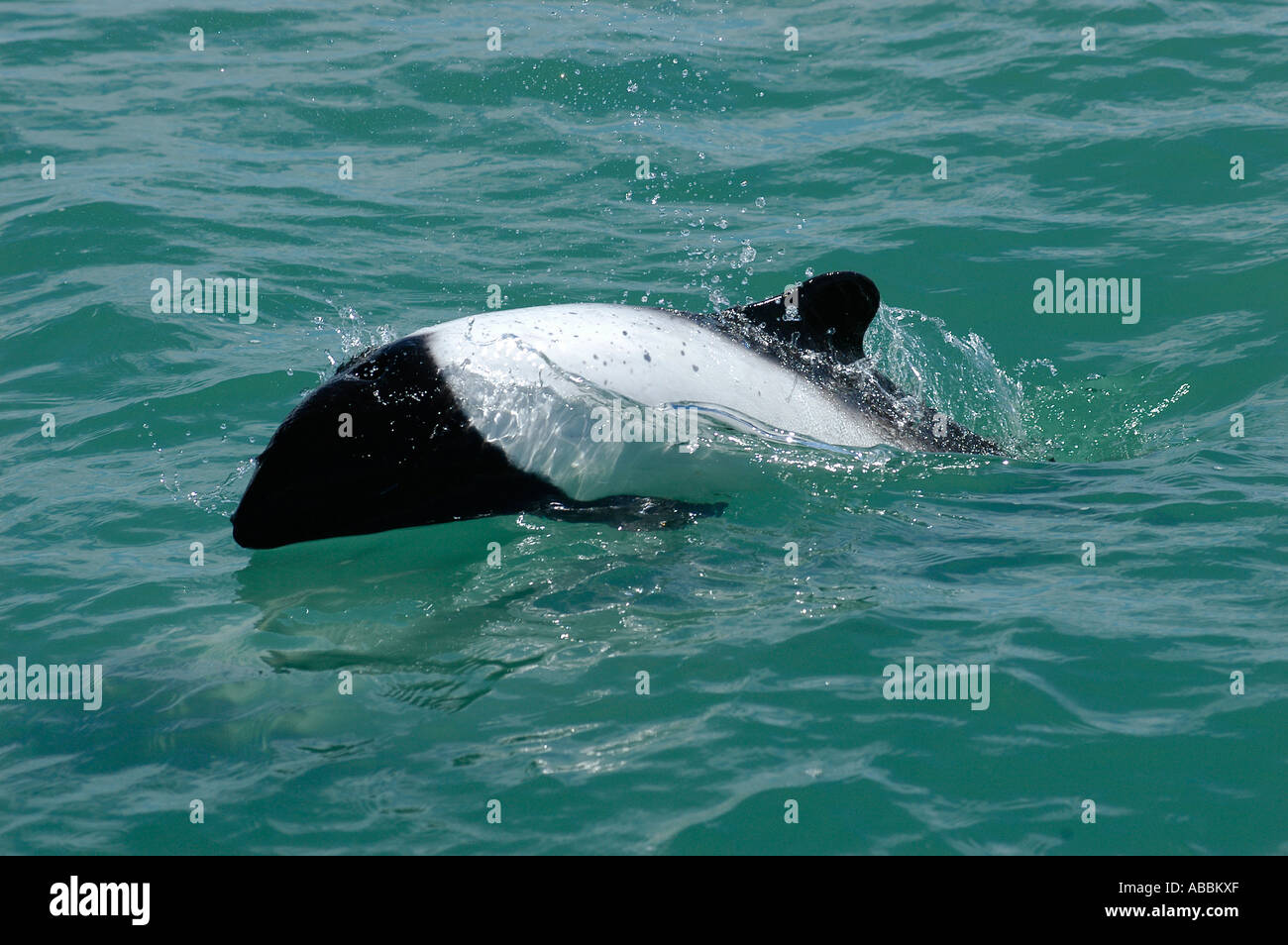 Commerson s dolphin Cephalorhynchus commersonii Patagonia Argentina S ...