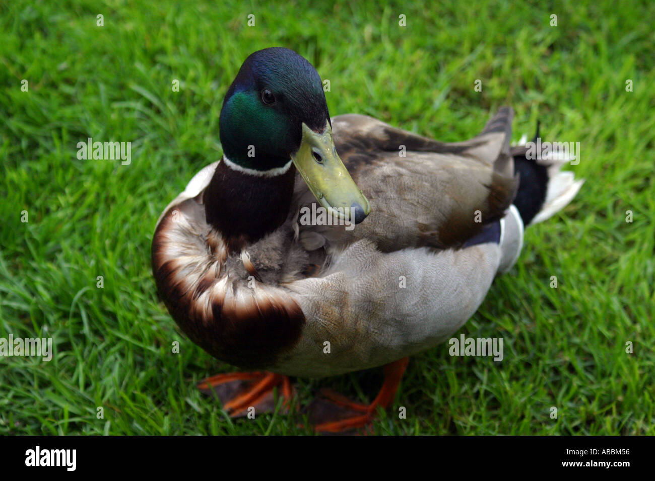Male Malard Duck Stock Photo - Alamy