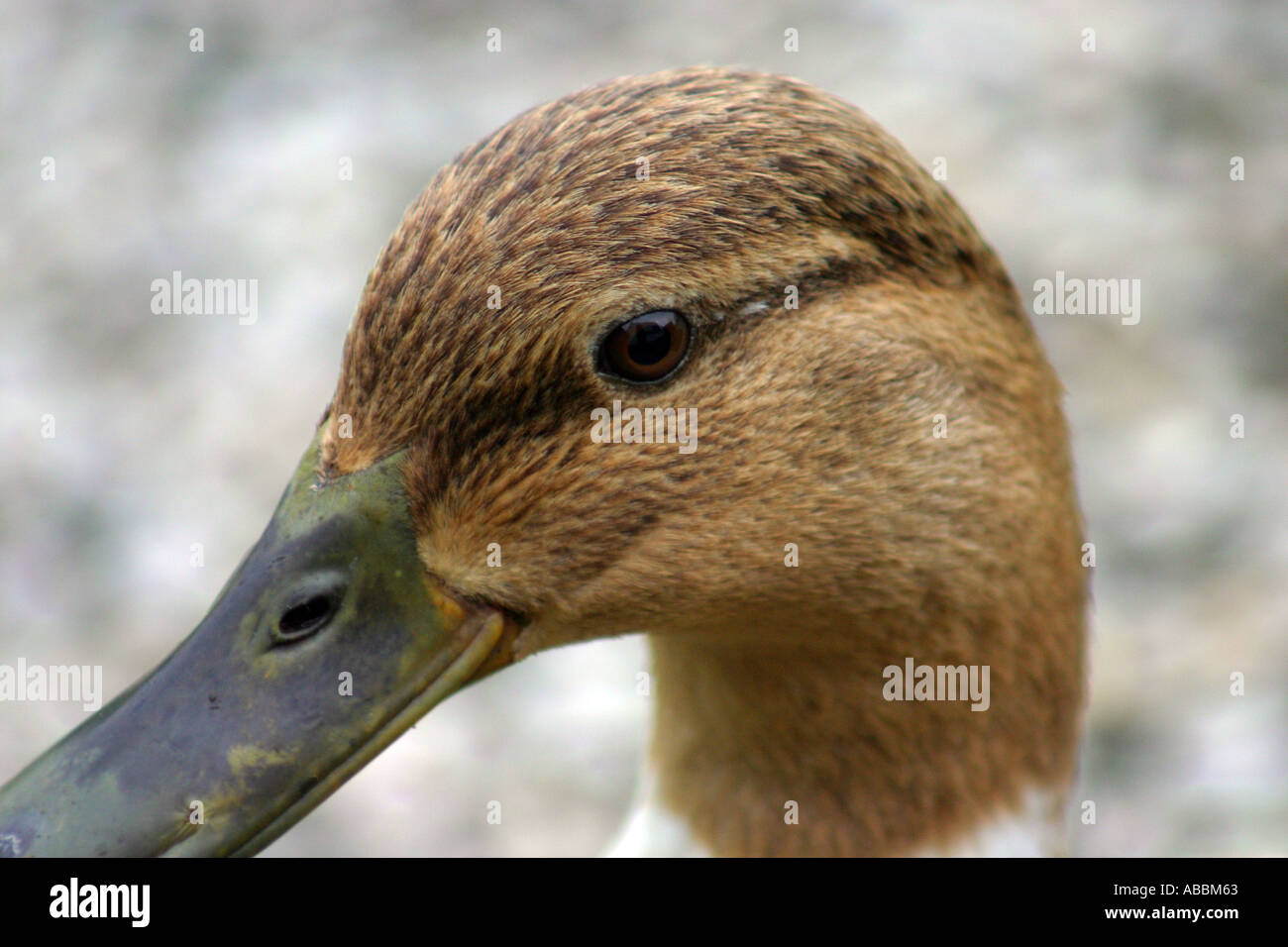 Female Malard Duck Stock Photo - Alamy