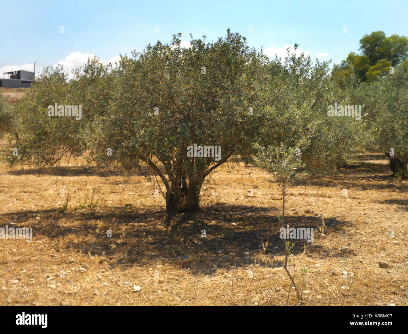 Pyla Area Cyprus Olive Trees Stock Photo - Alamy