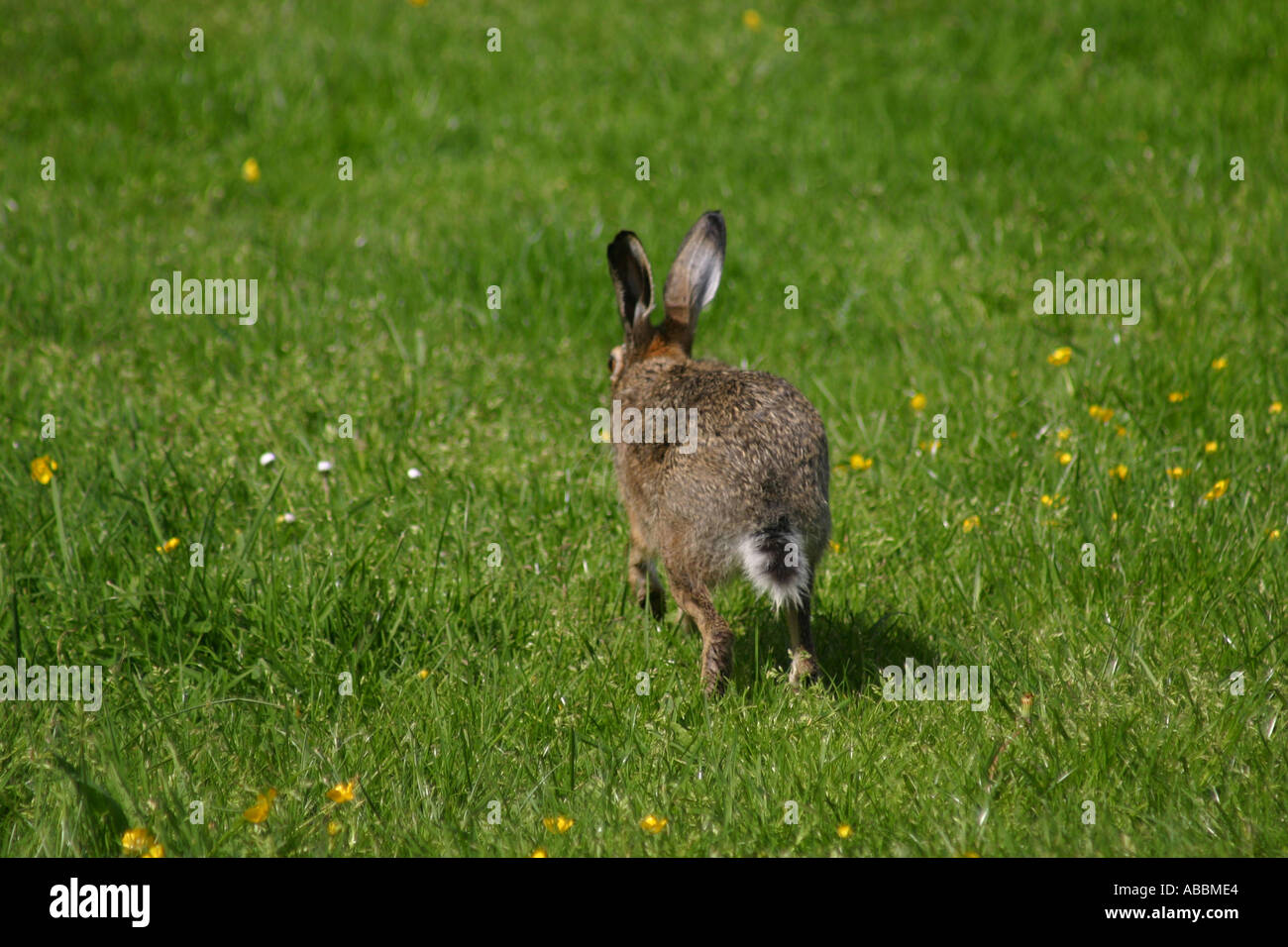Ramble amsterdam netherlands hi-res stock photography and images - Alamy