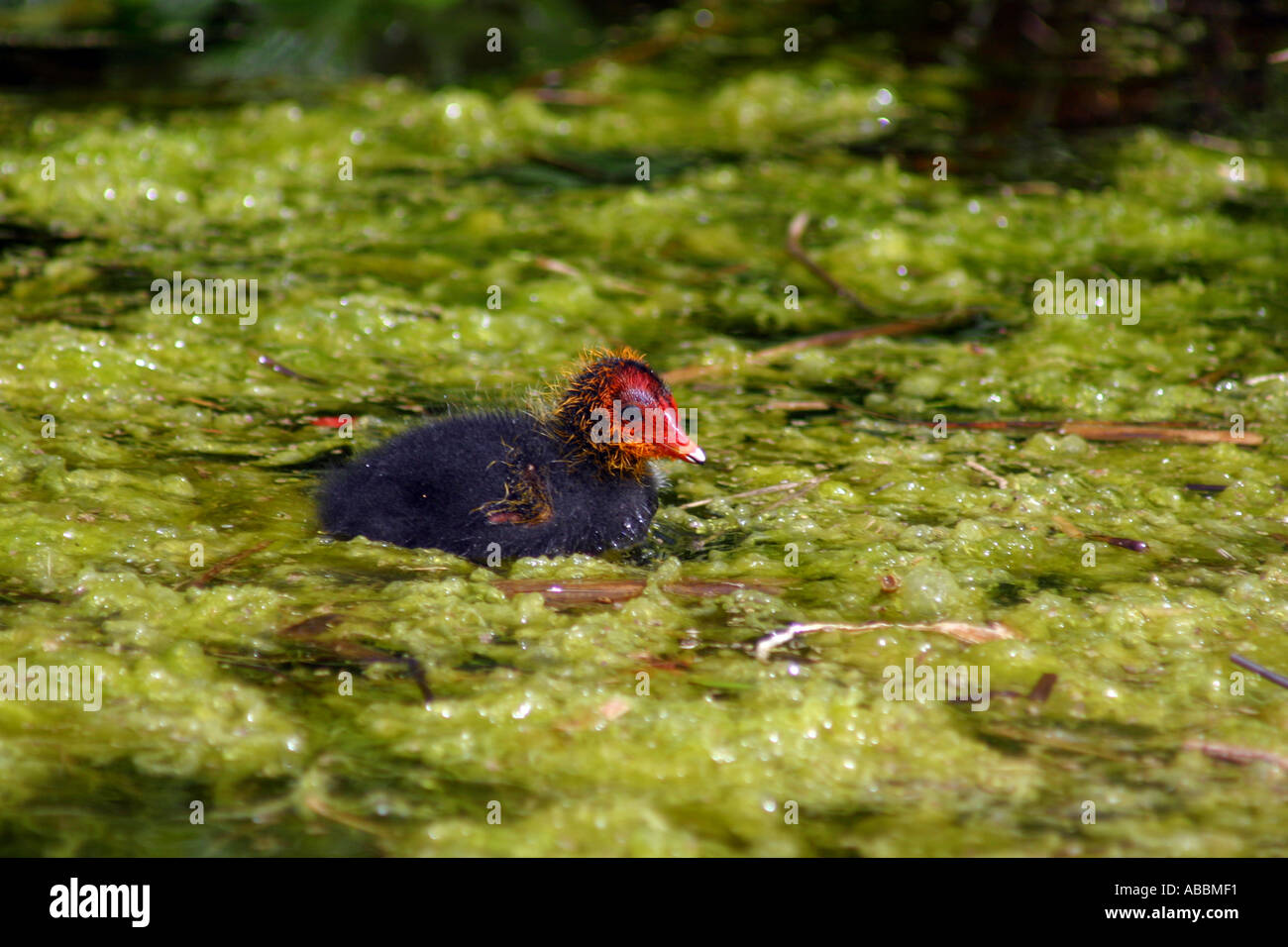Swamp hen with chicks hi-res stock photography and images - Alamy