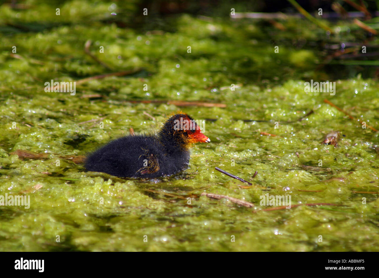Swamphen chick hi-res stock photography and images - Alamy