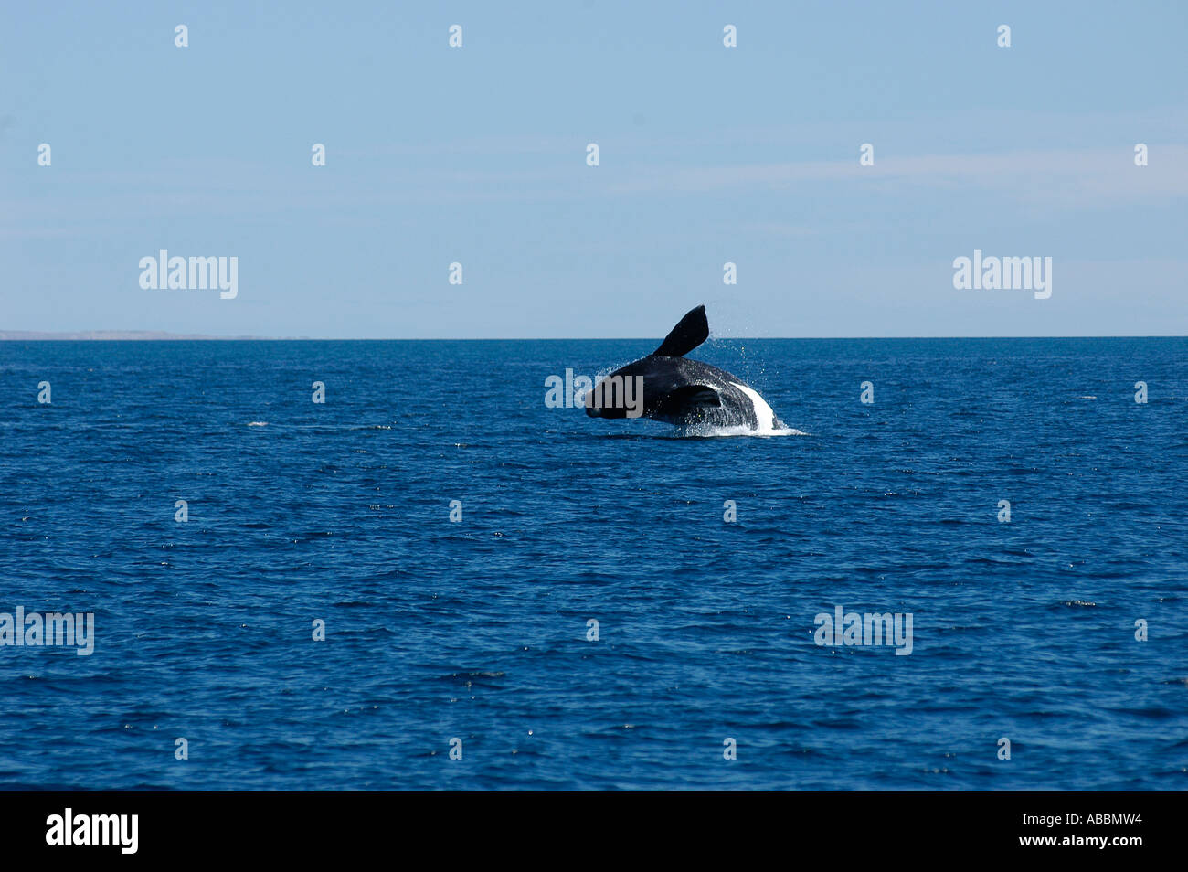 Southern Right Whale Eubalaena australis Atlantic Ocean Peninsula ...