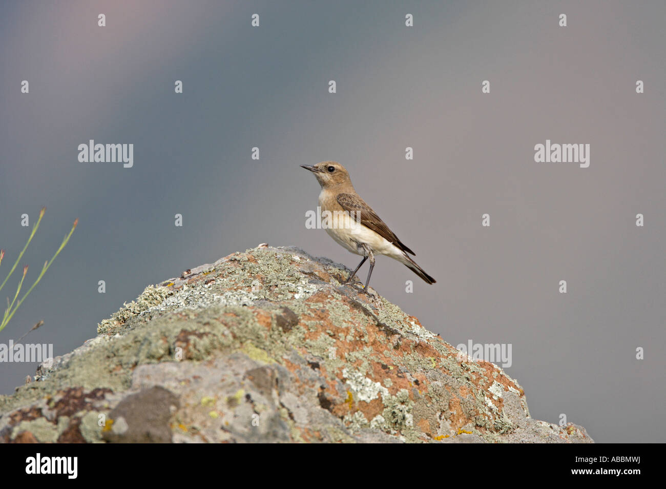 Female wheatear hi-res stock photography and images - Alamy