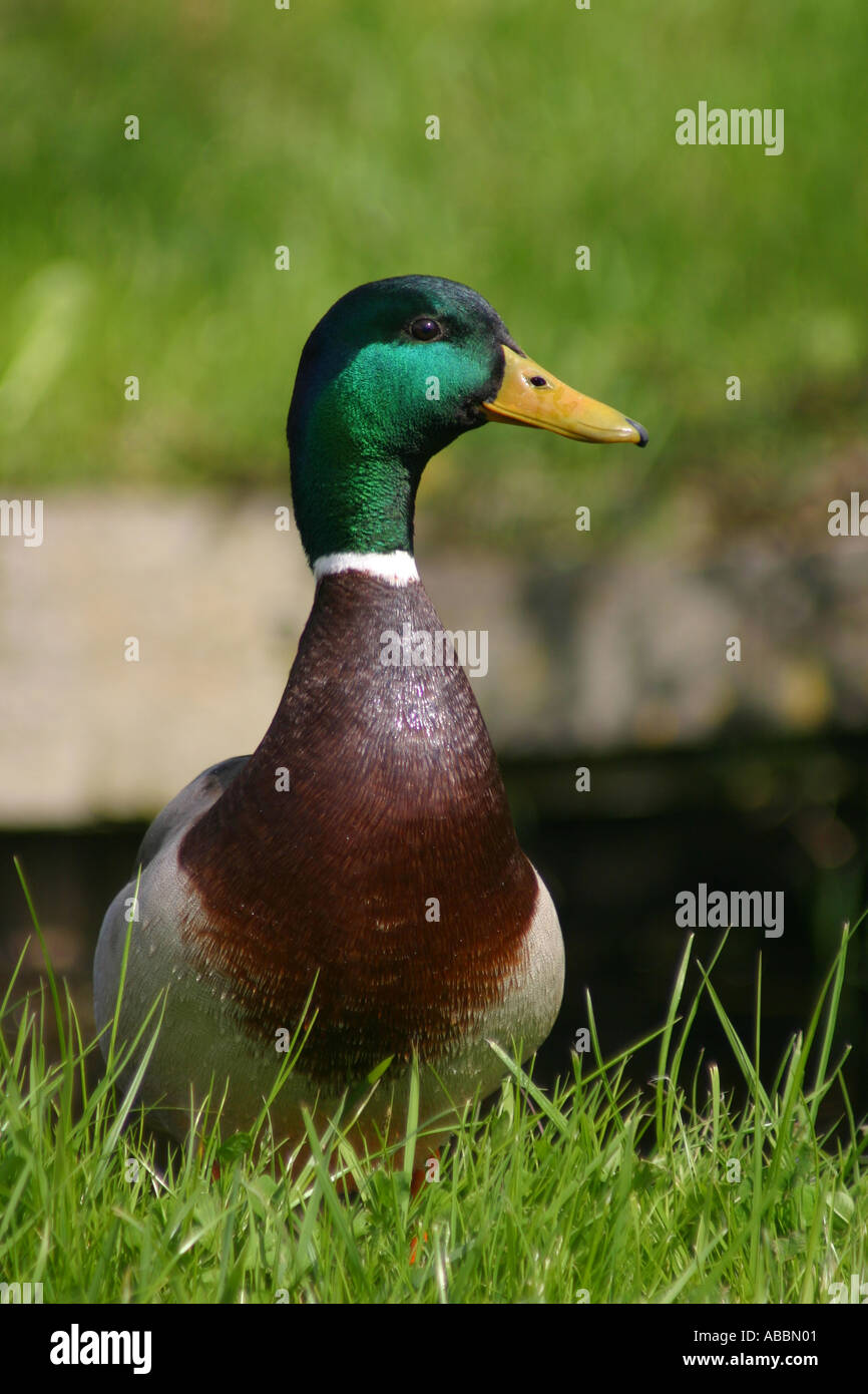 Male Mallard Duck Amsterdam Netherlands Stock Photo - Alamy