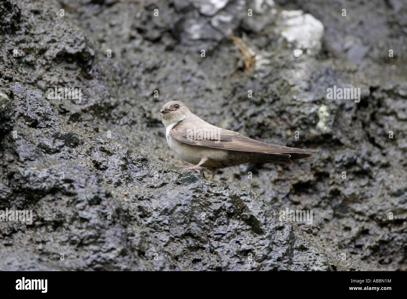 Rock martin hi-res stock photography and images - Alamy
