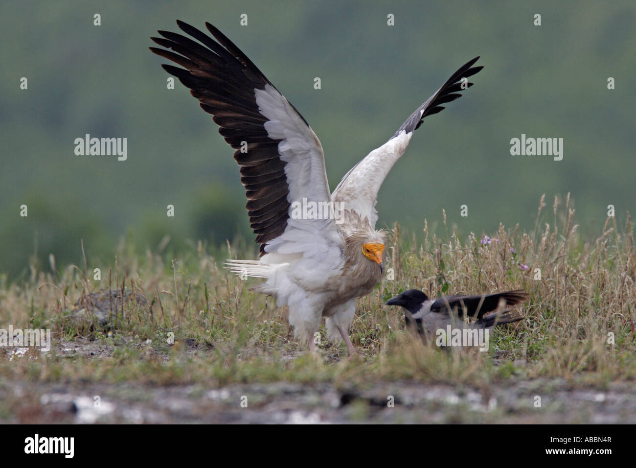 Hooded crow hi-res stock photography and images - Alamy Hooded crow hi-res stock photography and images - Alamy