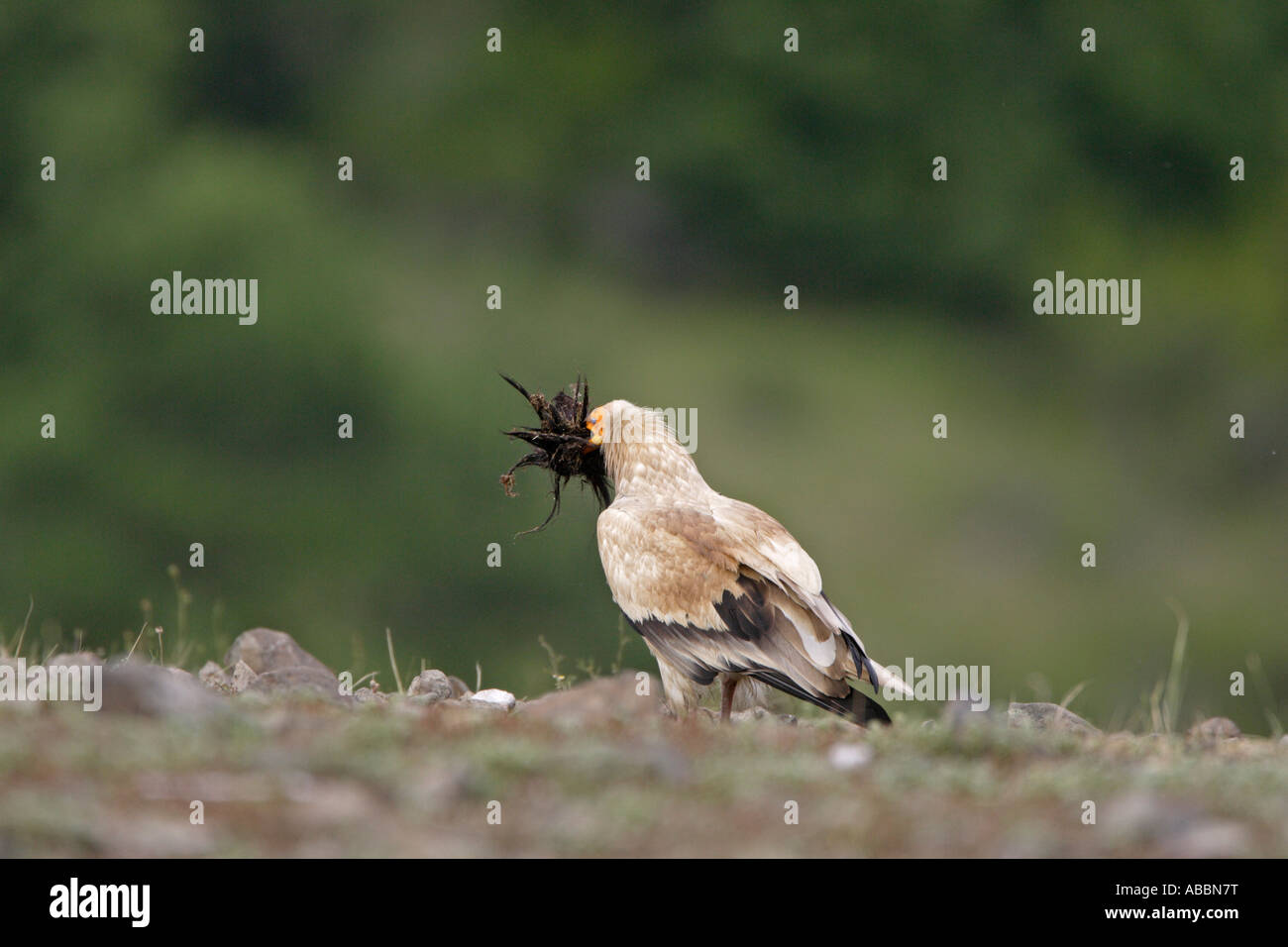 Vulture nest hi-res stock photography and images - Alamy