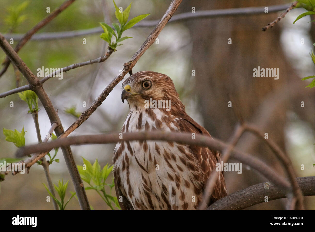 Merlin falcon in tree hi-res stock photography and images - Alamy