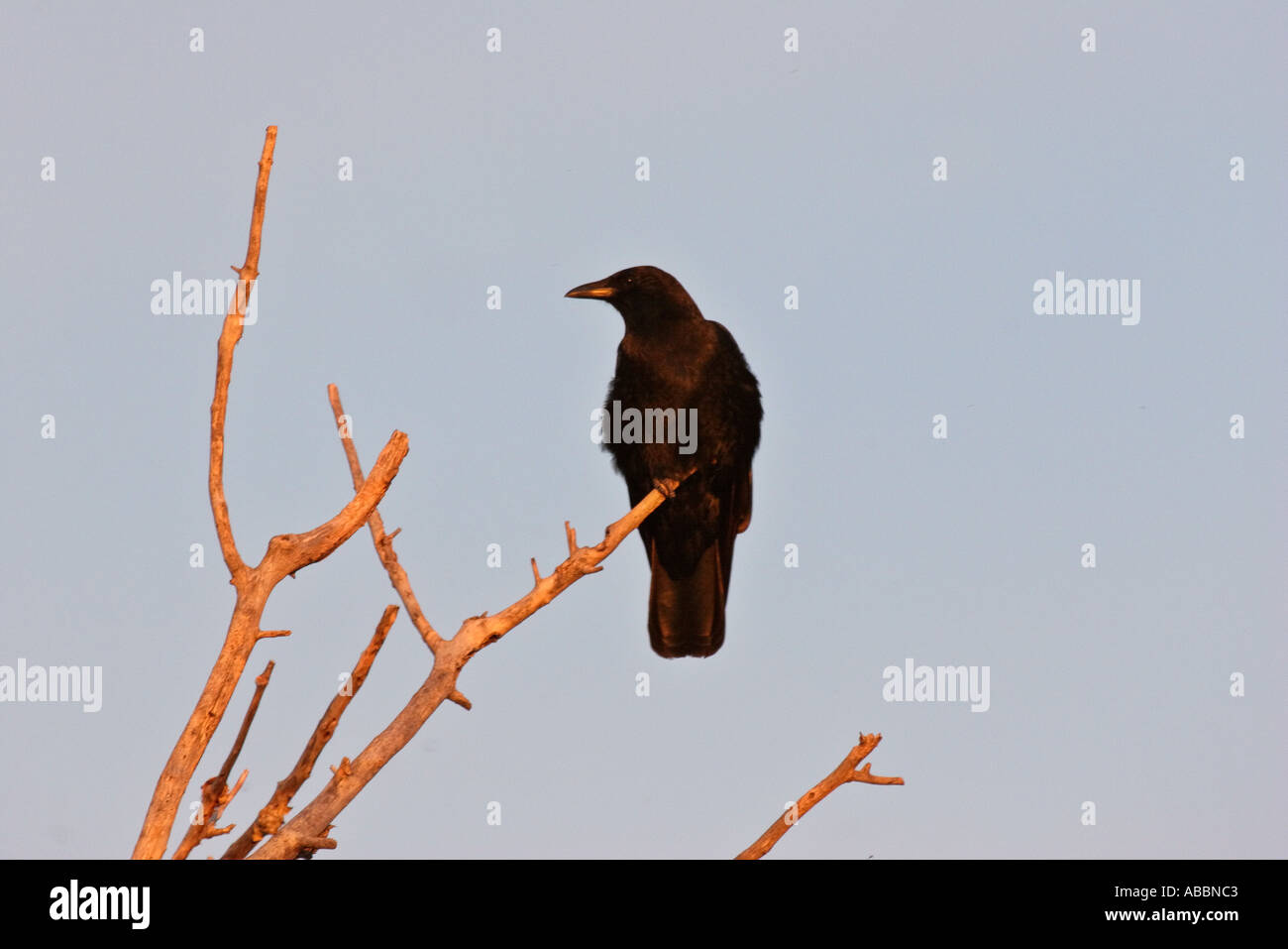 American Crow on branch at sunset in scenic Saskatchewan Canada Stock ...