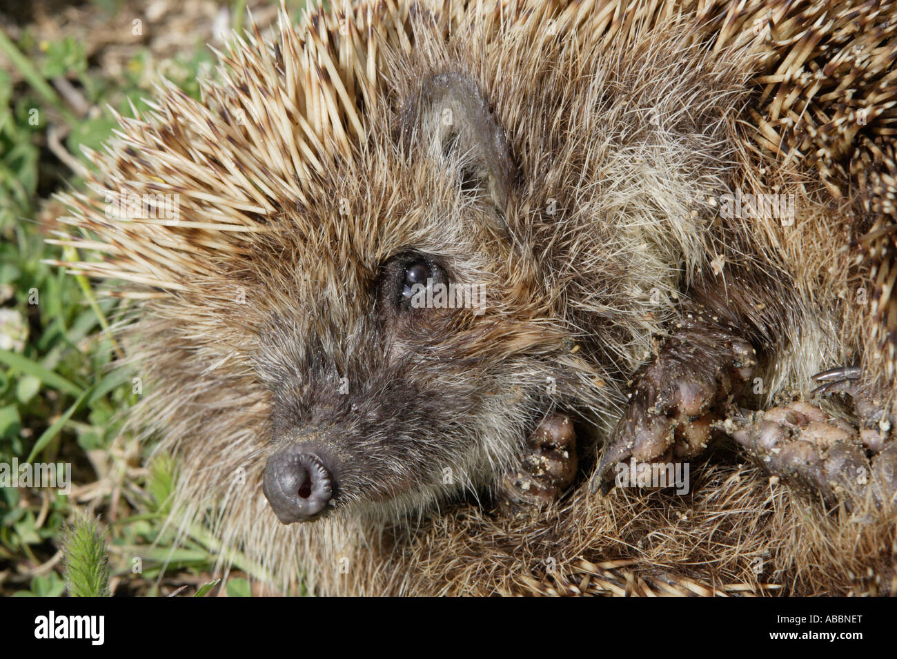 Hedgehog face hi-res stock photography and images - Alamy