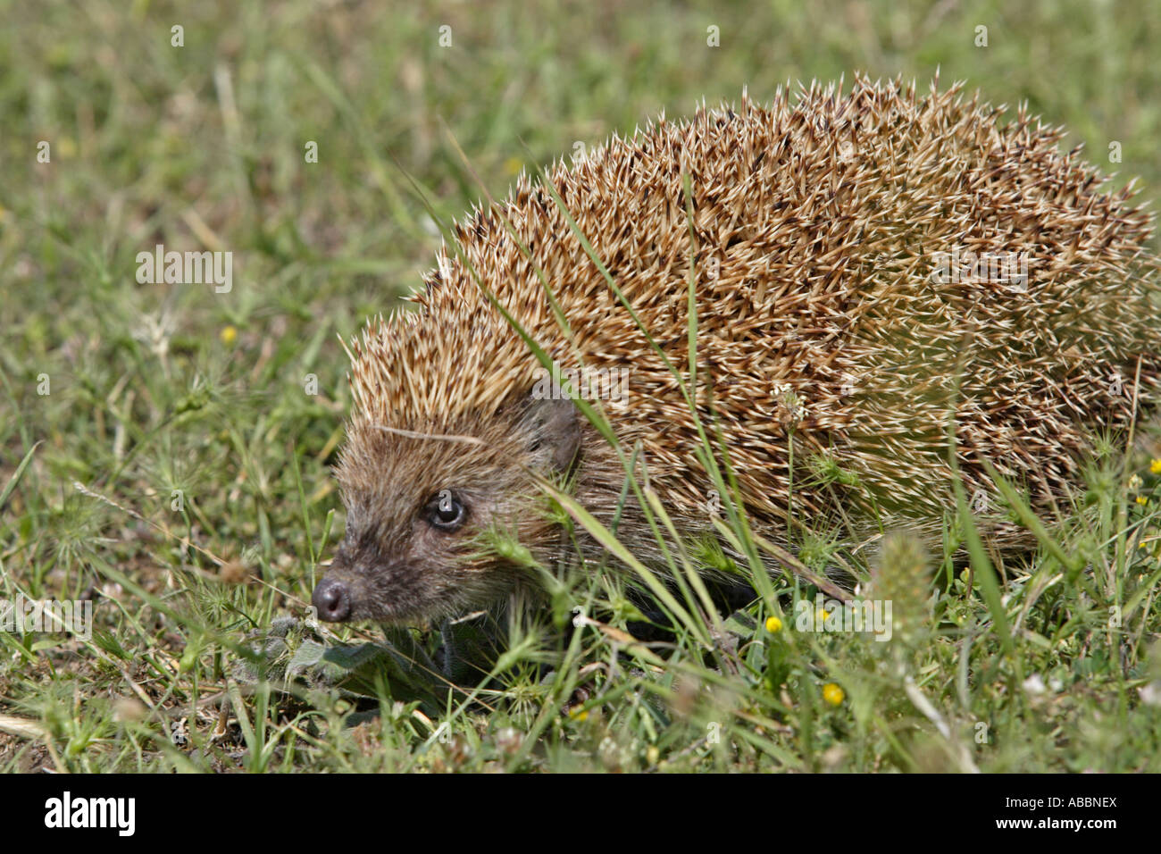 Eastern hedgehog hi-res stock photography and images - Alamy
