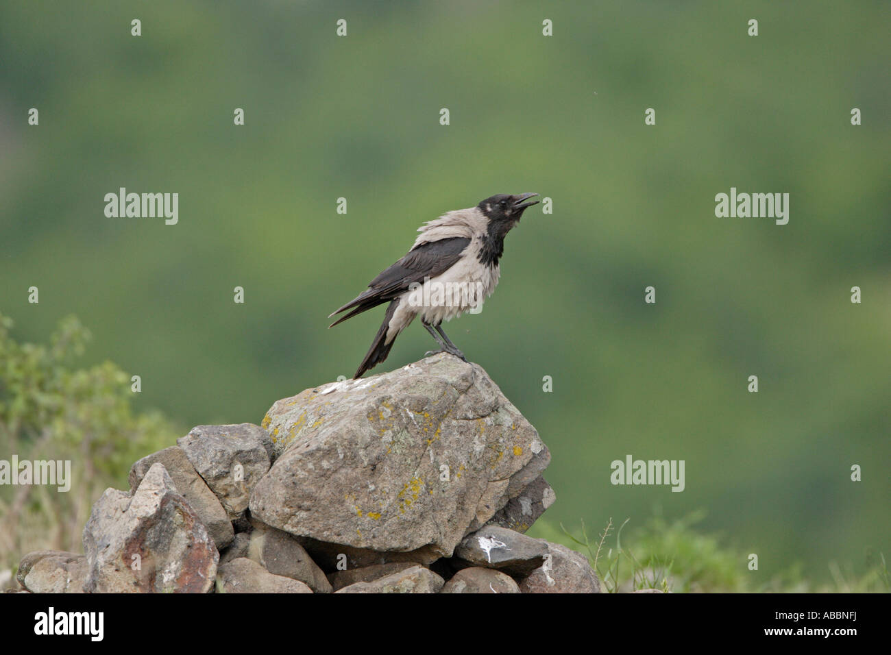 Hooded Crow calling Stock Photo - Alamy