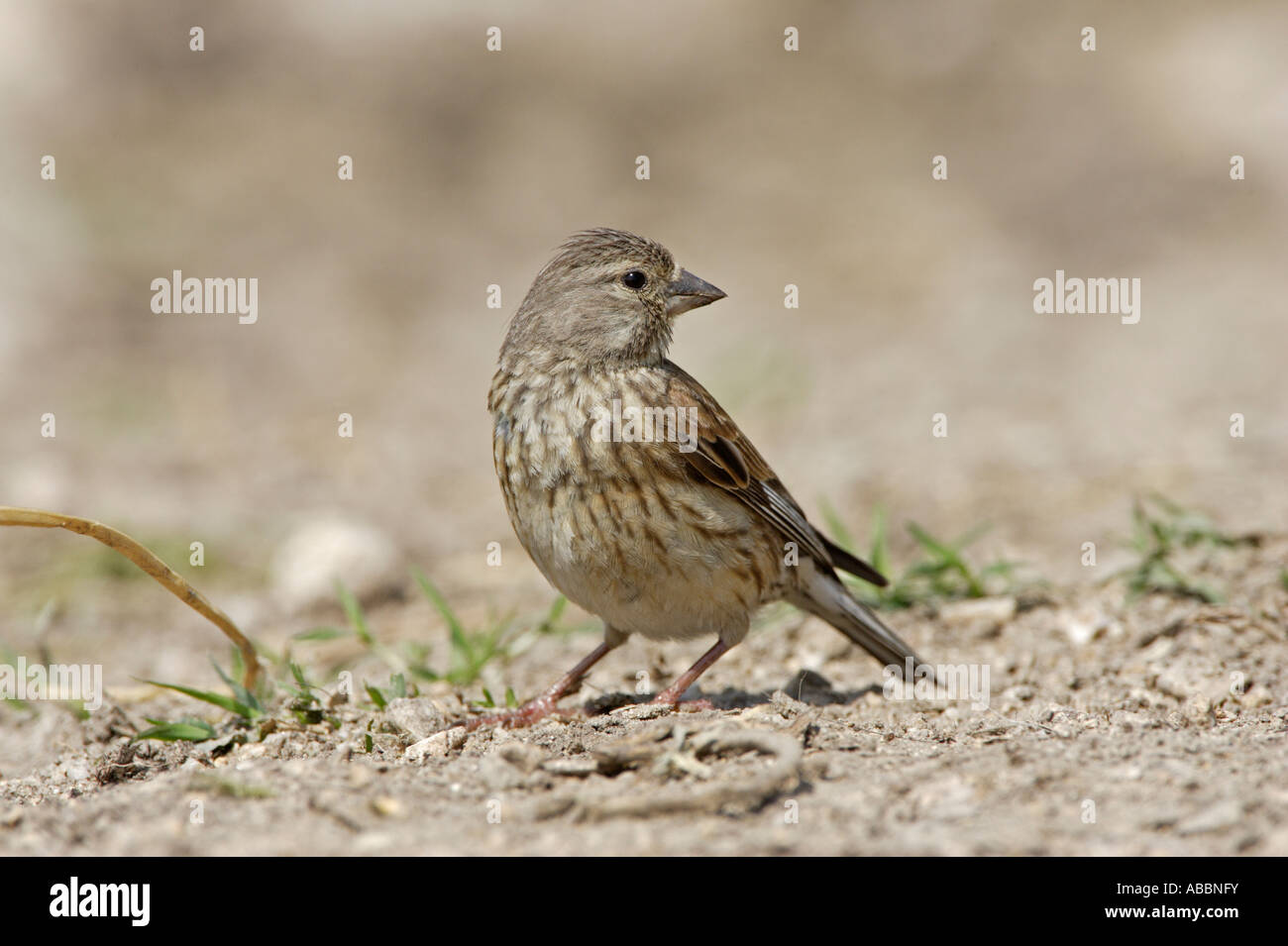 Female linnet hi-res stock photography and images - Alamy