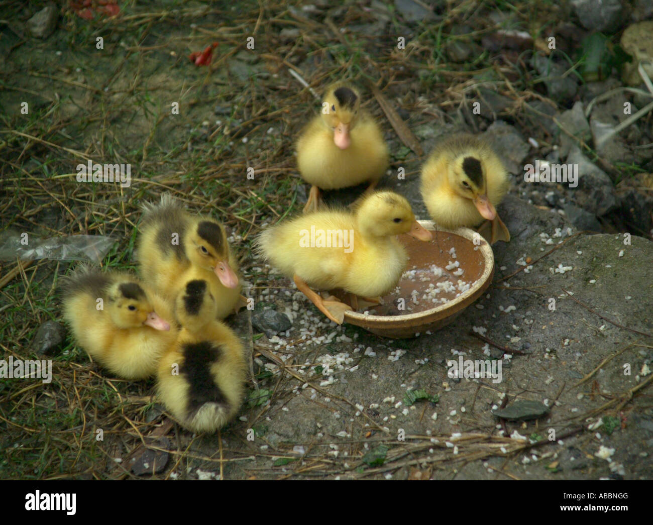 Five chickens hi-res stock photography and images - Alamy