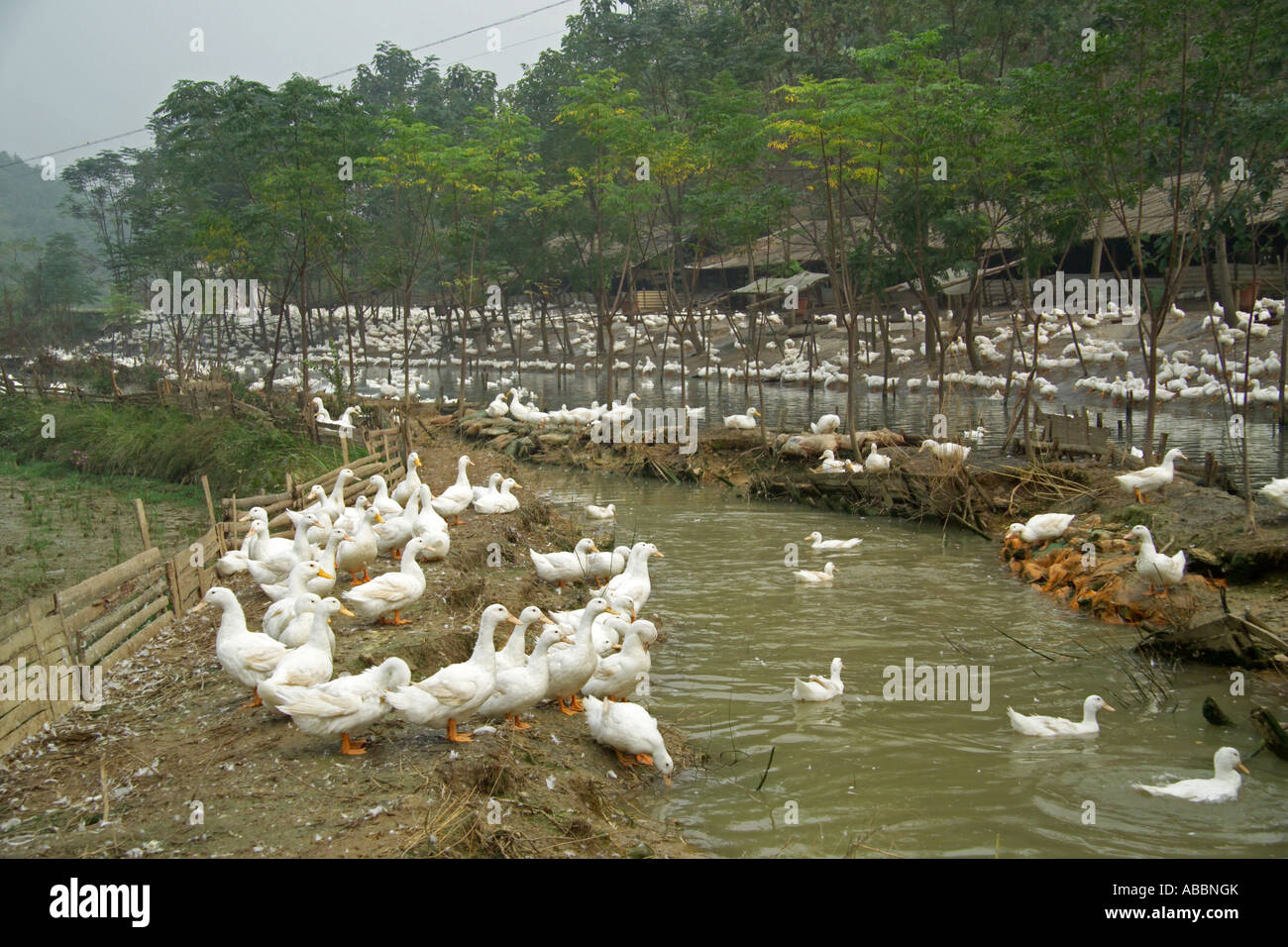 Chinese Peking duck farm Stock Photo: 12842898 - Alamy