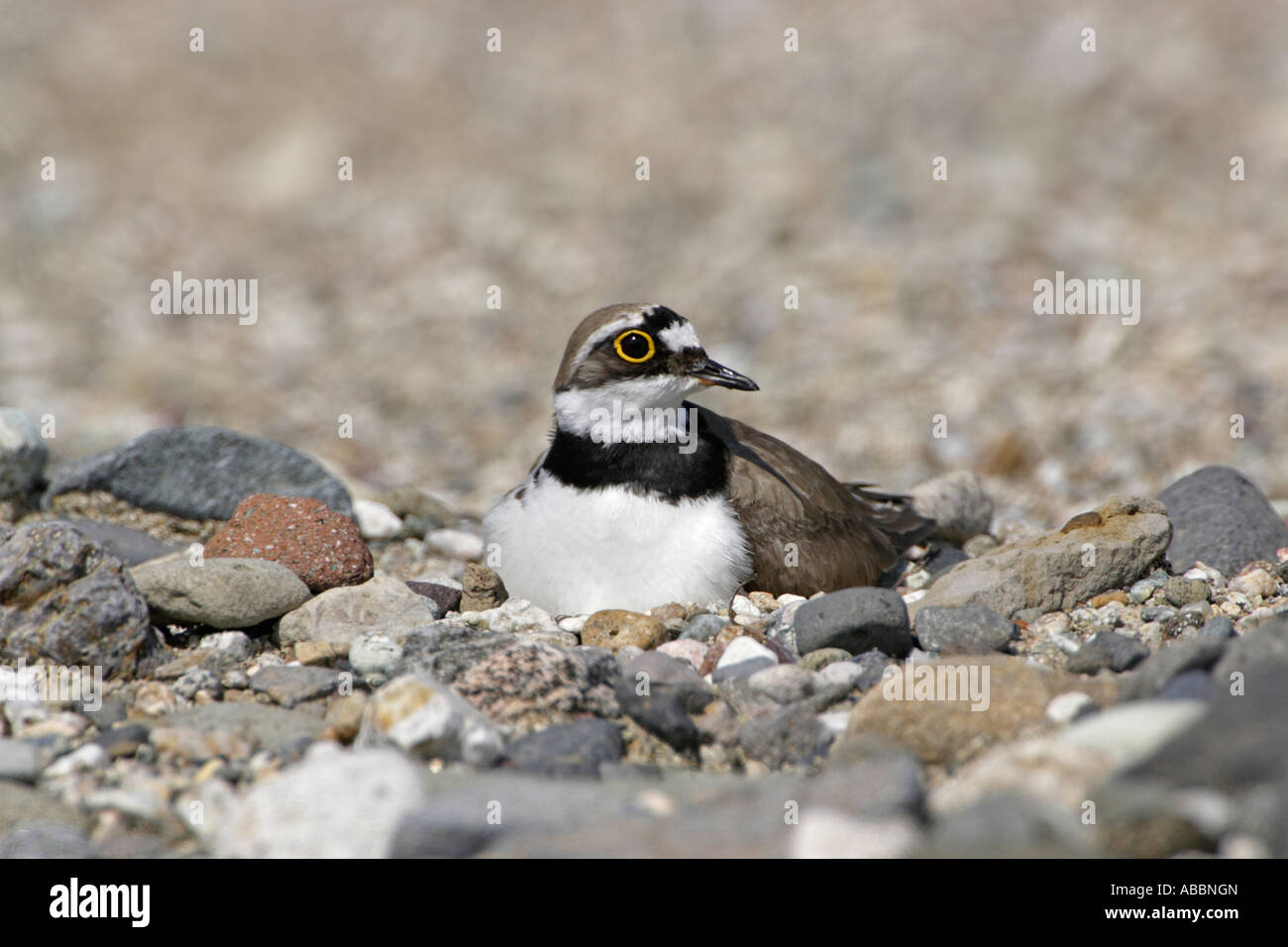 Little Ringed Plover at nest Stock Photo - Alamy