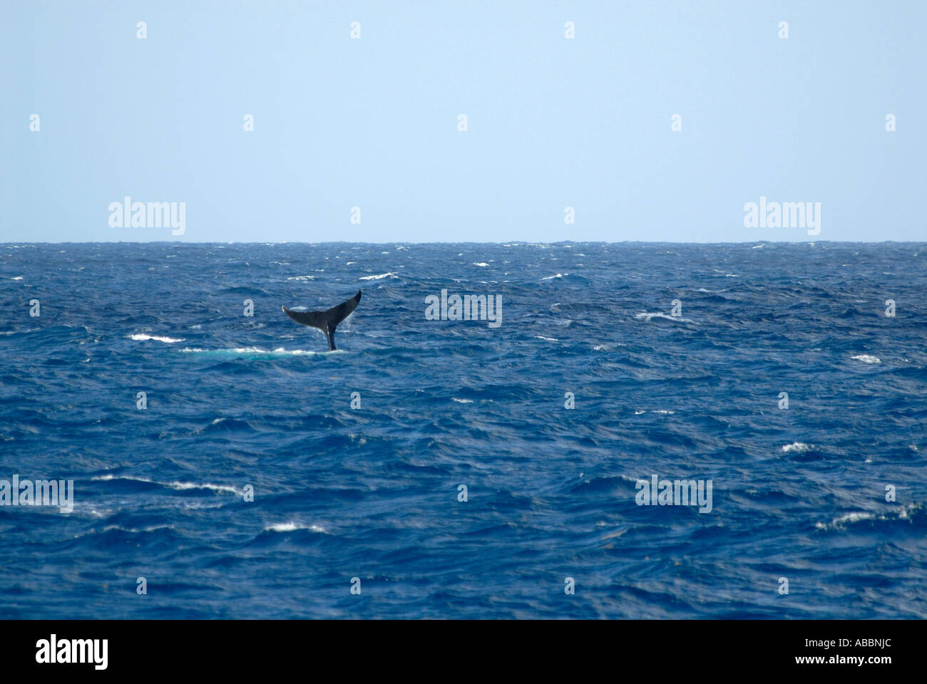 Humpback Whale Megaptera novaeangliae Silver Banks Whale Sanctuary ...