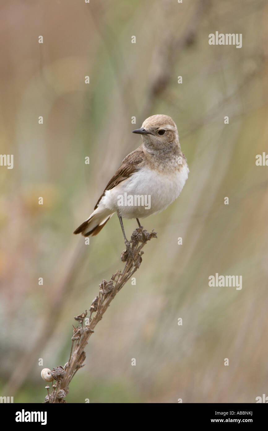 Female Pied Wheatear Stock Photo - Alamy