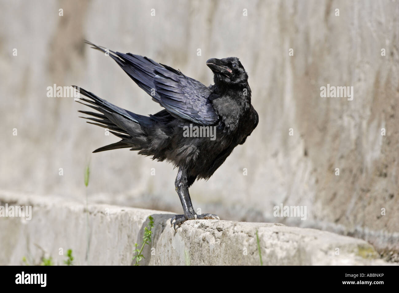 Raven Perched High Resolution Stock Photography and Images - Alamy