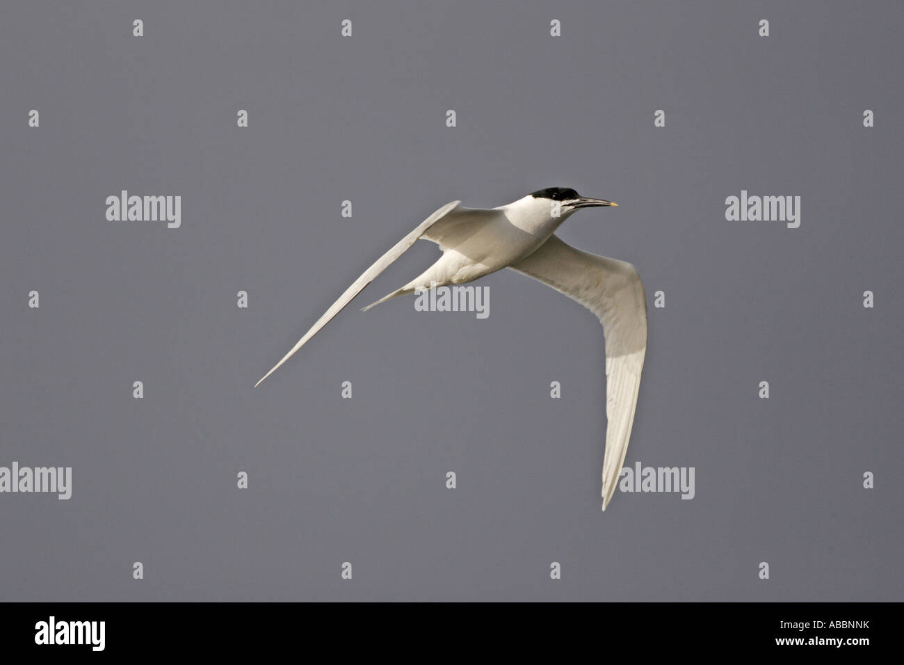 Sandwich Tern in flight Stock Photo - Alamy