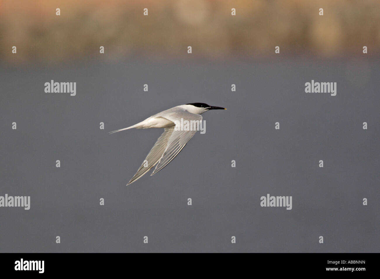 Sandwich Tern in flight Stock Photo - Alamy