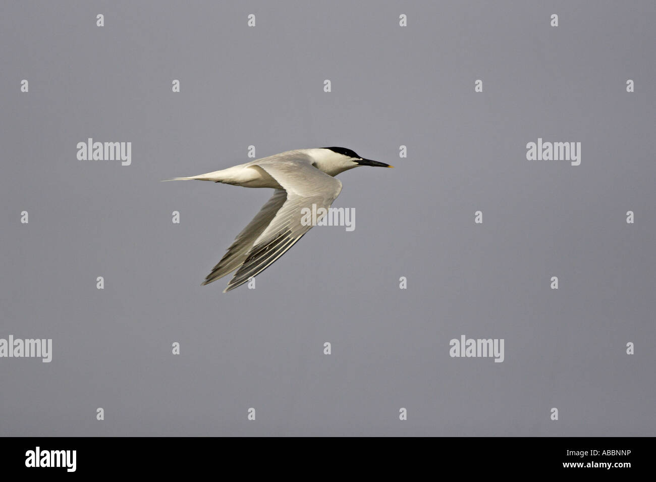 Sandwich Tern in flight Stock Photo - Alamy