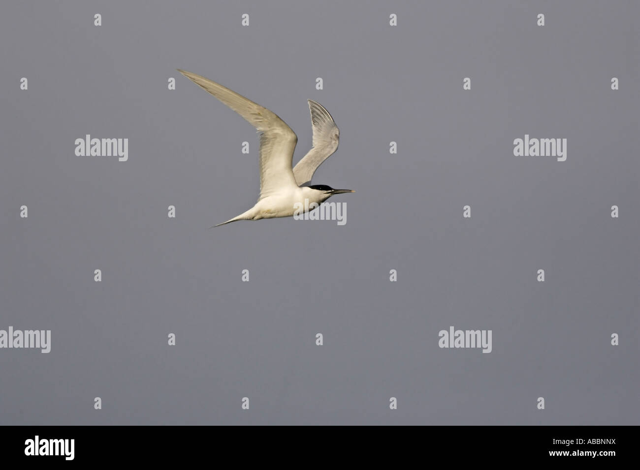 Sandwich Tern in flight Stock Photo - Alamy