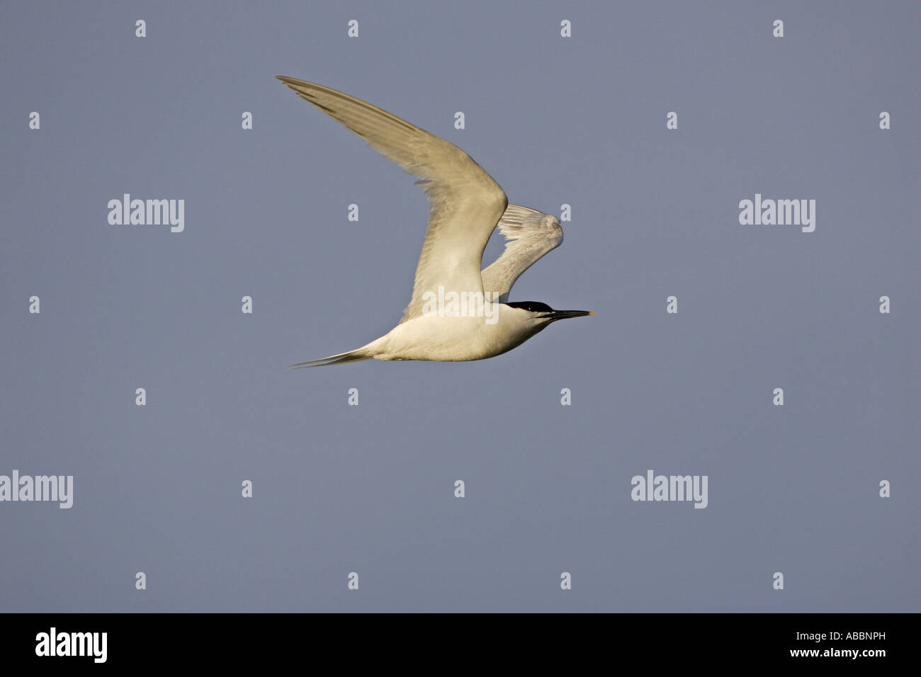 Sandwich Tern in flight Stock Photo - Alamy