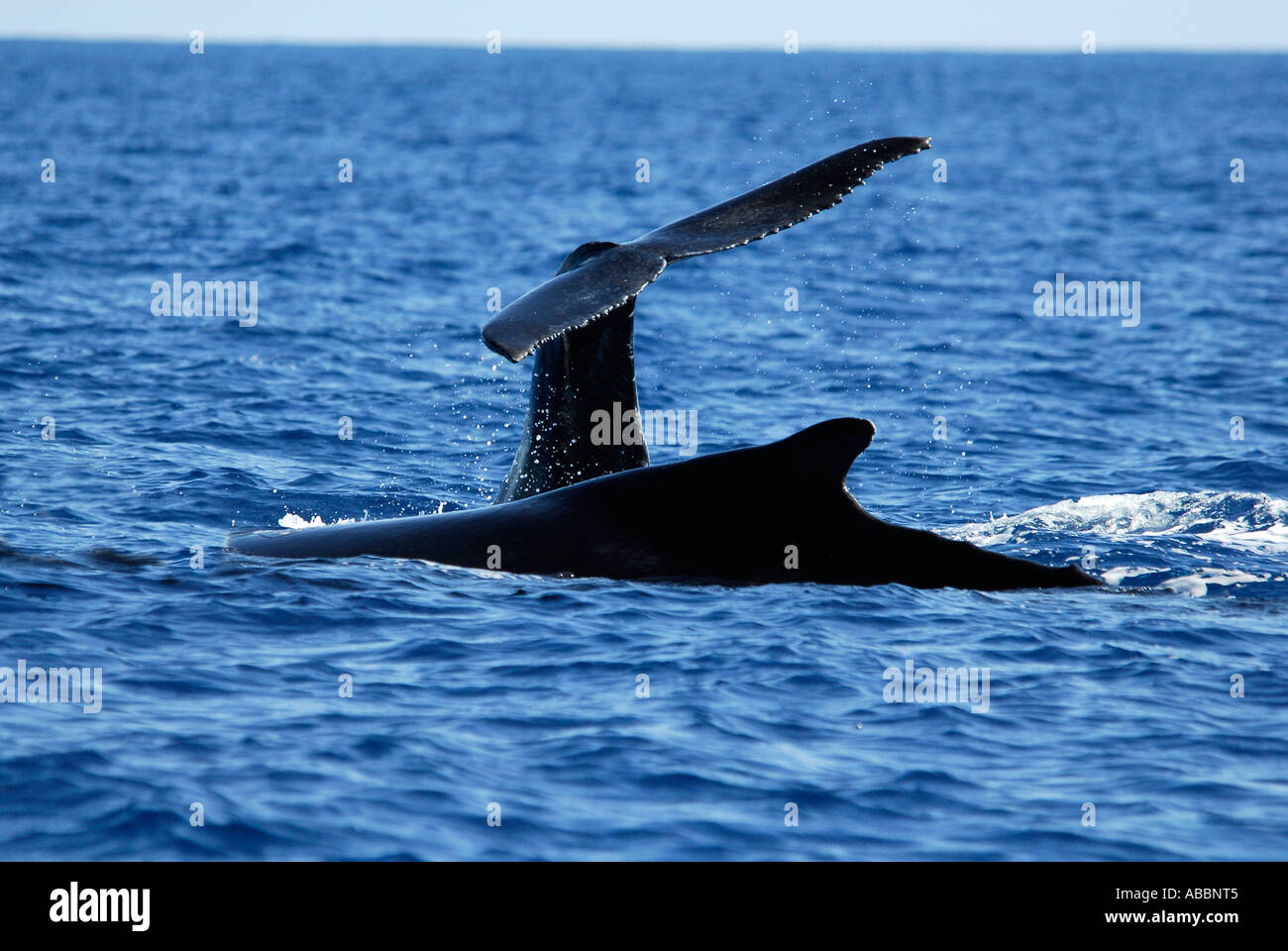 Humpback Whale Megaptera novaeangliae Silver Banks Whale Sanctuary ...