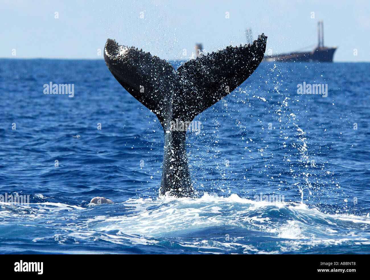 Humpback Whale Megaptera novaeangliae Silver Banks Whale Sanctuary ...