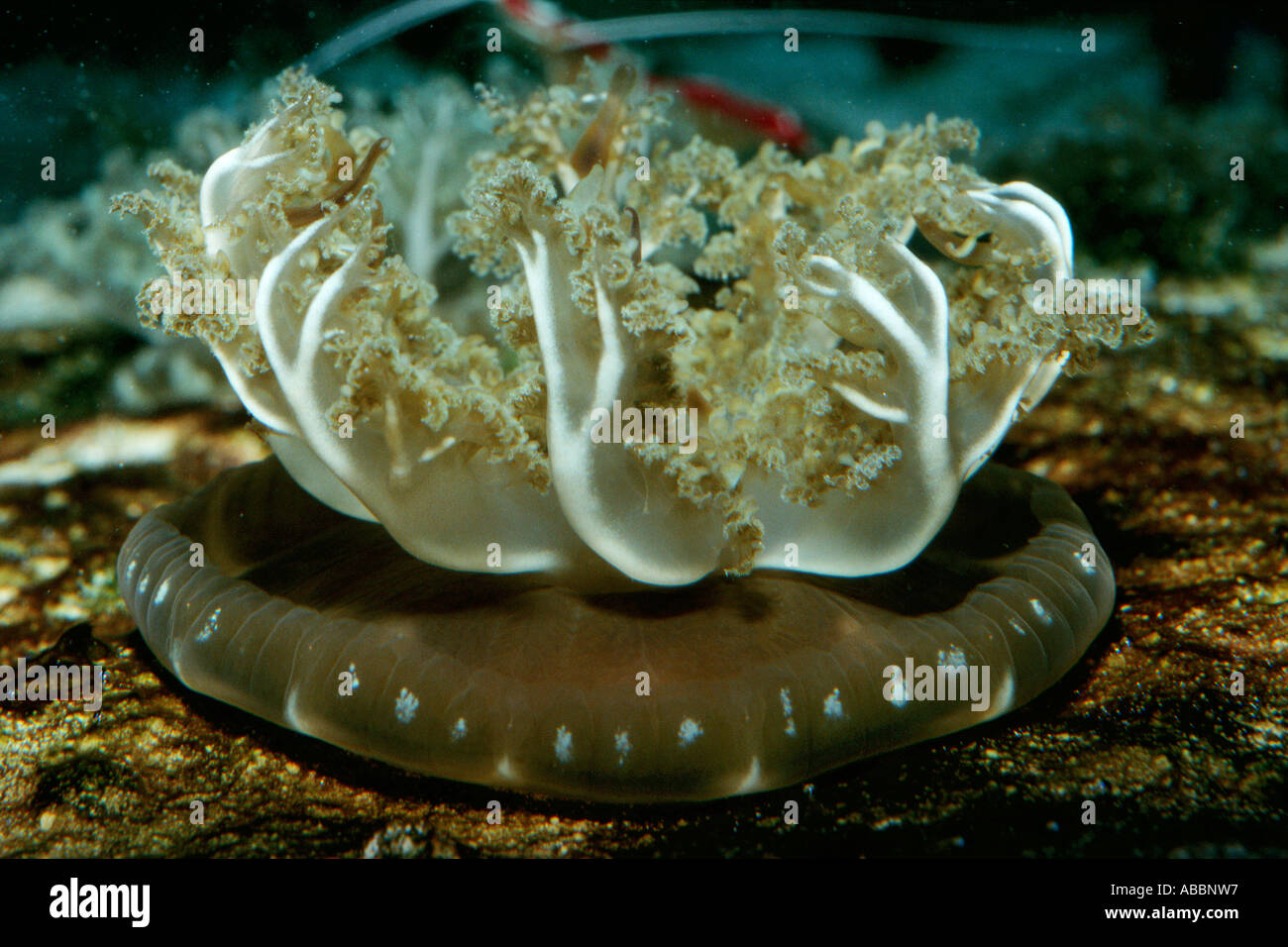Mangrove upsidedown jellyfish Cassiopea xamachana Caribbean Atlantic ...