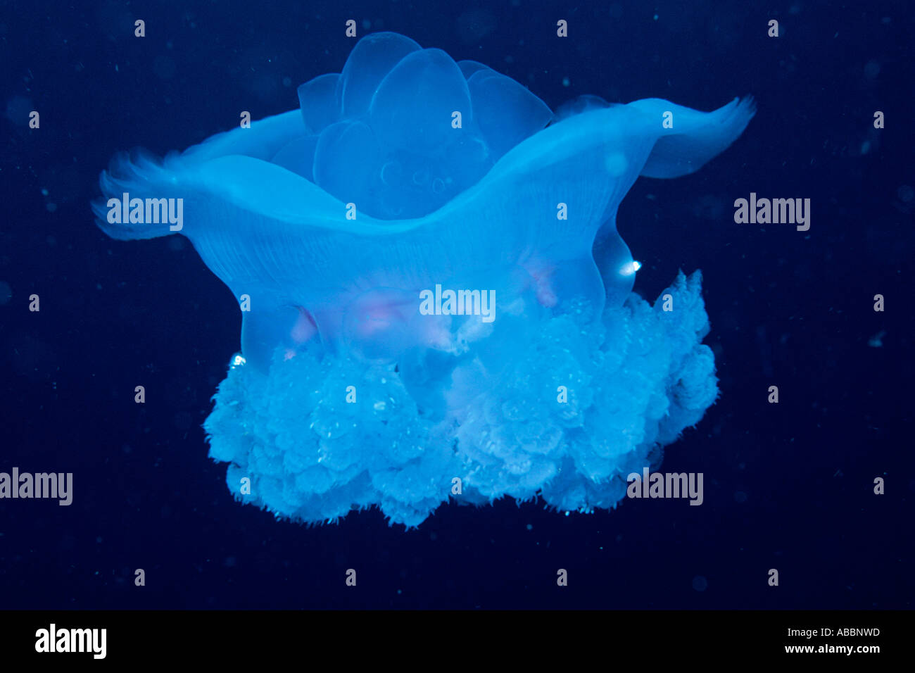 Jellyfish Cephea cephea Fiji Indo Pacific Ocean Stock Photo - Alamy