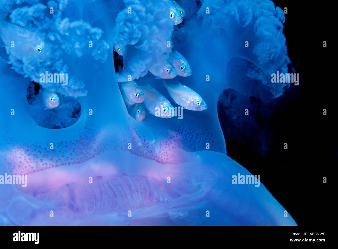 Jellyfish Cephea cephea with juvenile jacks Caranx sp Fiji Indo Pacific ...