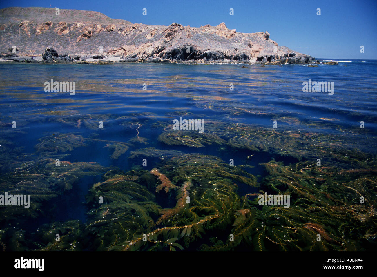 Above water view of the canopy of a Giant kelp Macrocystis pyrifera ...