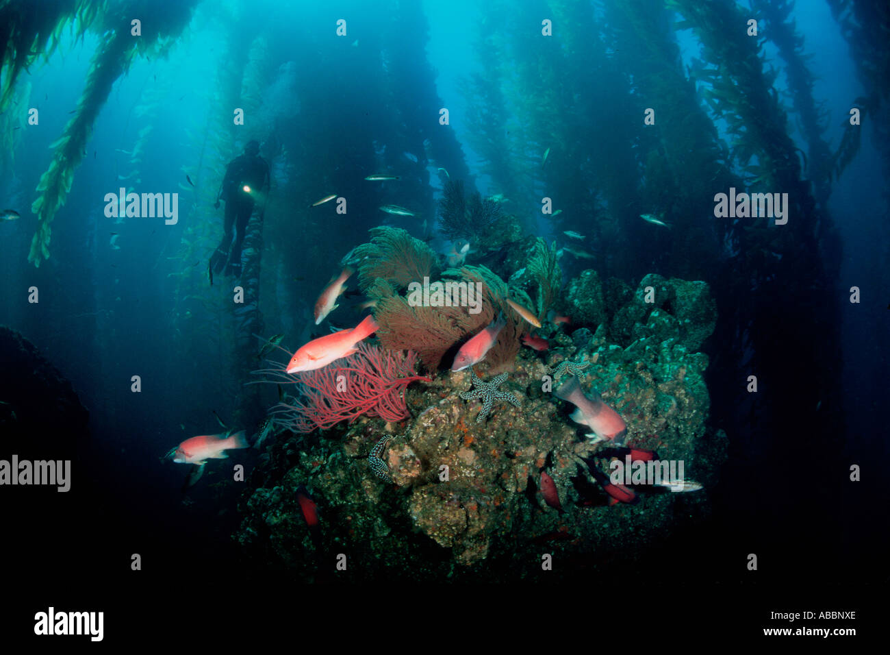 Giant kelp Macrocystis pyrifera forest with California sheephead ...